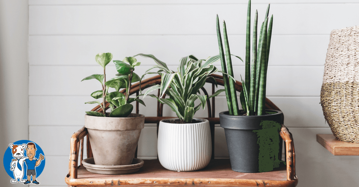 Why Your New Home Needs Houseplants (And Which Ones)